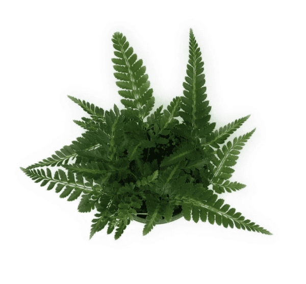 Arachniodes simplicior (Spider Ferns): Terrarium Care Guide - Terrarium ...