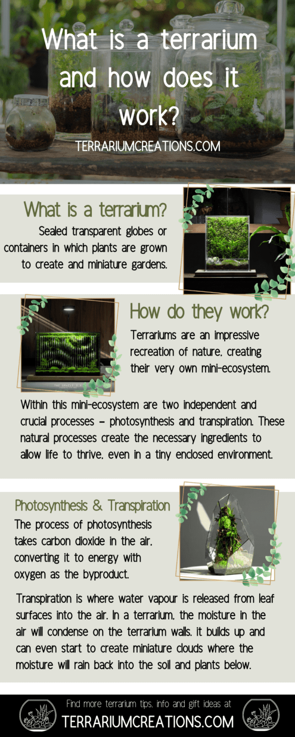 What is a terrarium and how does it work? - Terrarium Creations