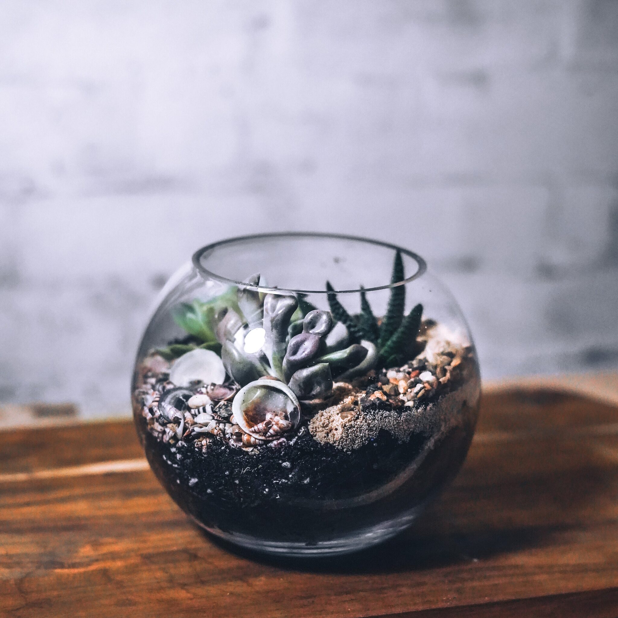 Shop for Terrarium Kits - Terrarium Creations