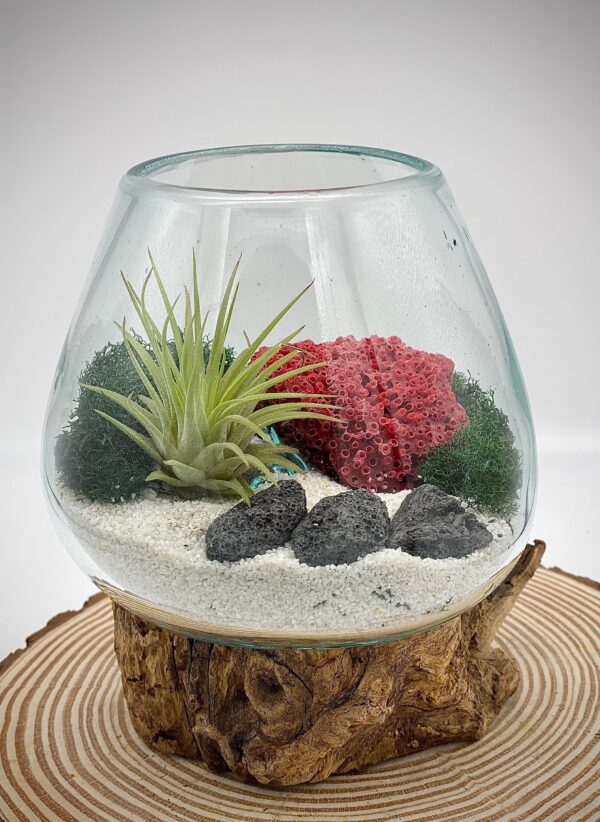 Beach Home Decor, Red Coral & Volcanic Rock, Diy Air Plant Terrarium ...