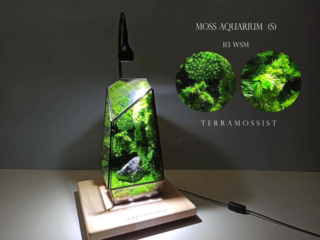 Miniature Forest Art Plant Vertex Kit Preserved Moss Glass Vessel ...