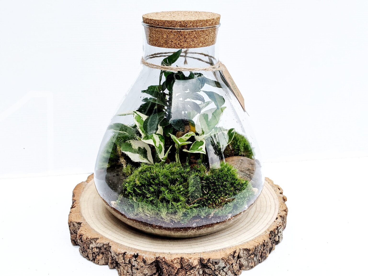 Miniature Forest Art Plant Vertex Kit Preserved Moss Glass Vessel ...