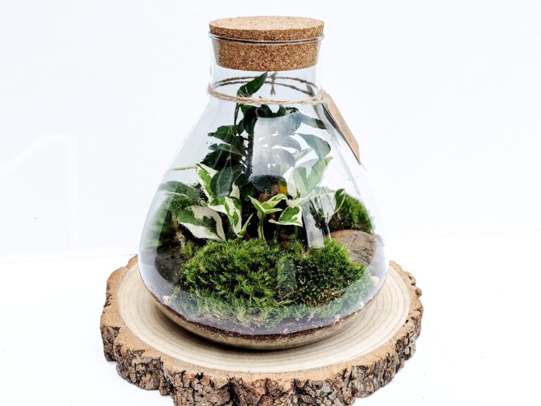 Shop for Terrarium Kits - Terrarium Creations