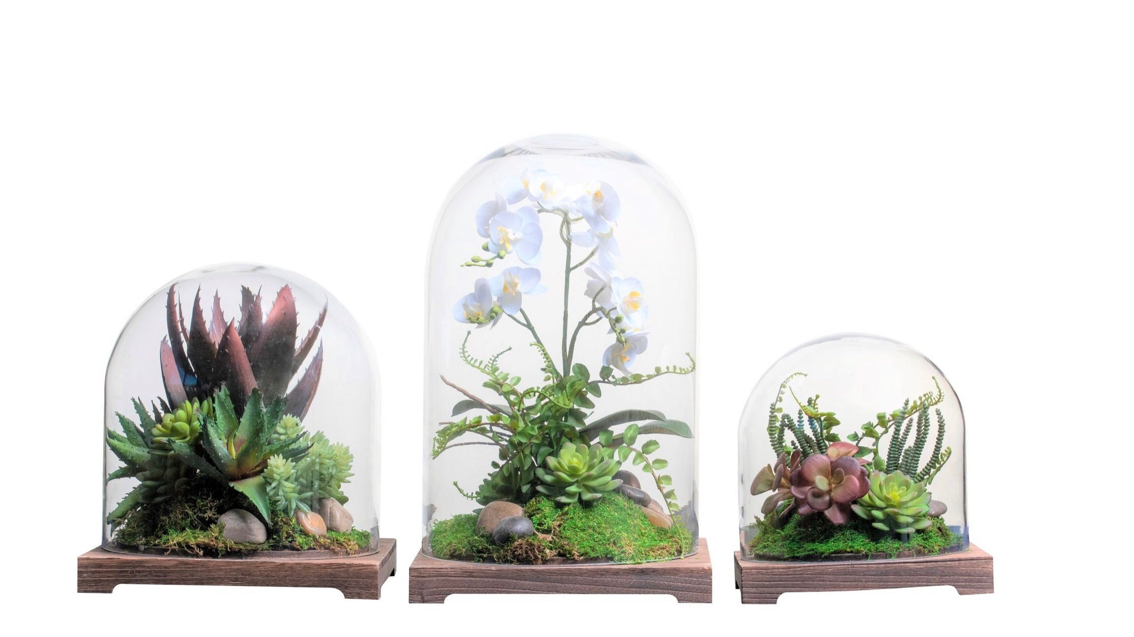 Glass Cloche, Terrariums With Dark Wood Base, Terrarium, Terrarium ...