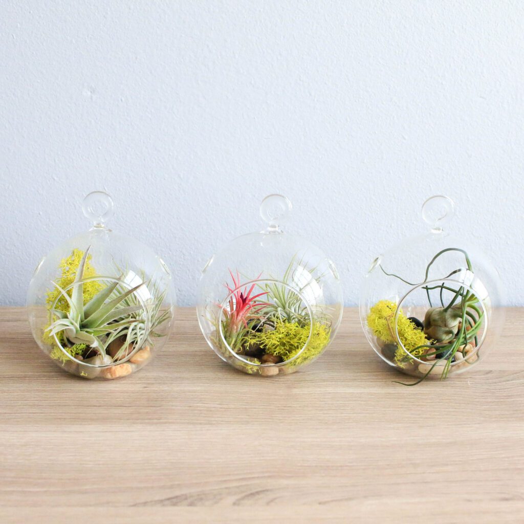 Little Forest Glass Vessel Terrarium With LED Stand - Terrarium Creations