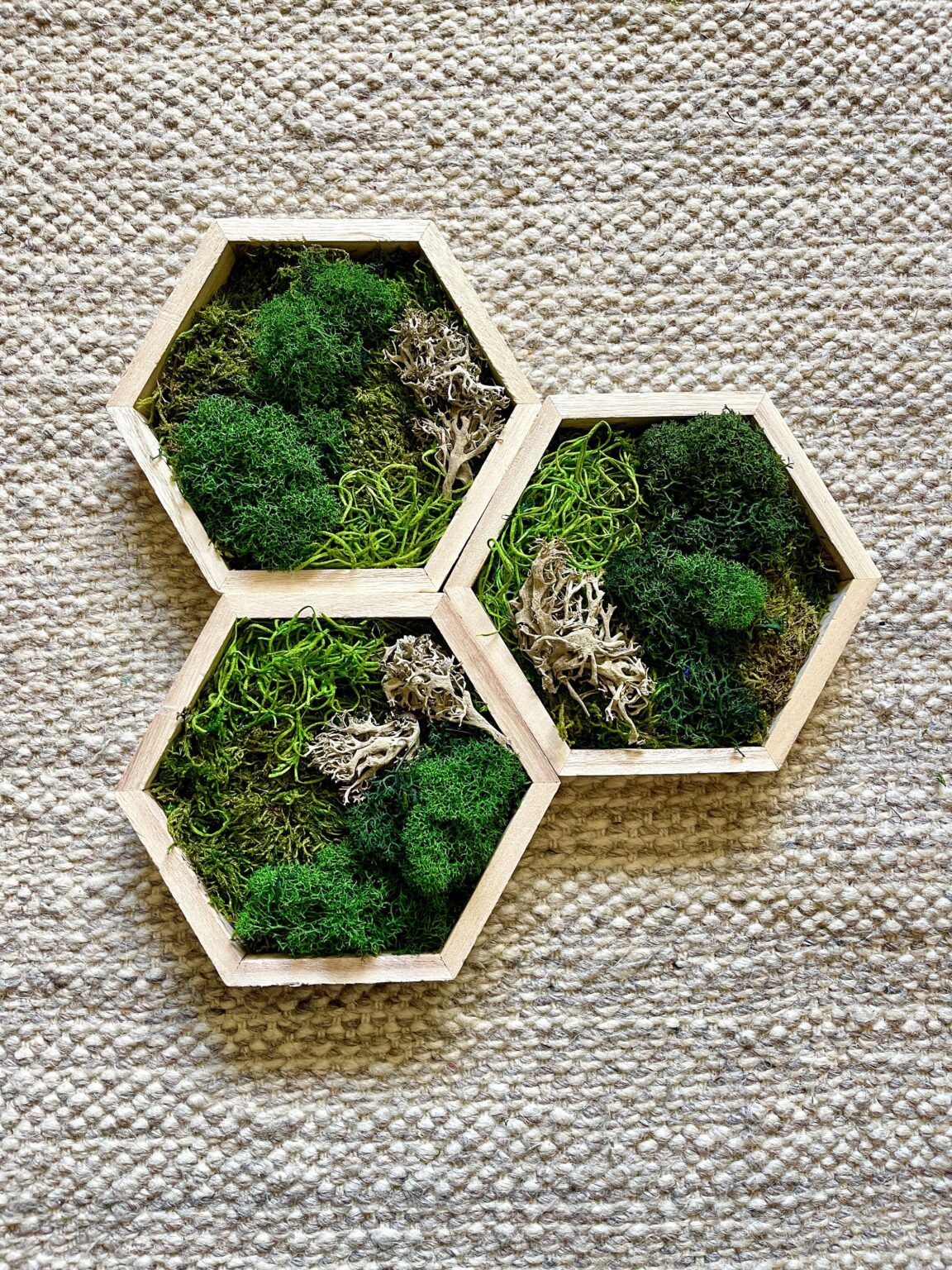 The Vertex Kit Preserved Moss Terrarium by TerraMossIST - Terrarium ...