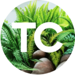 Entodon seductrix Moss: Terrarium Care Guide - Terrarium Creations