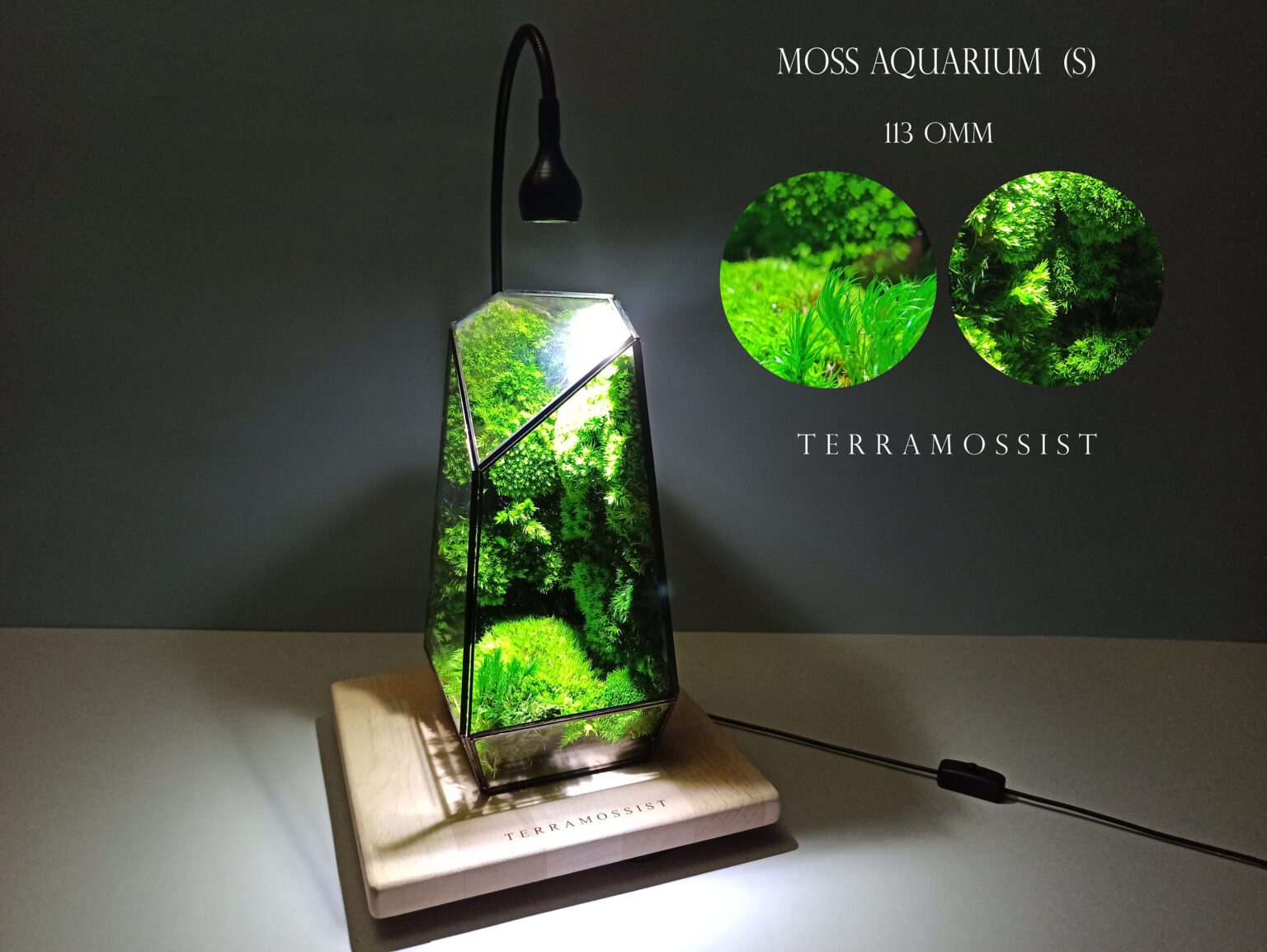 Terrarium Plant Kit Miniature Craft Art Moss Glass Supplies Forest ...