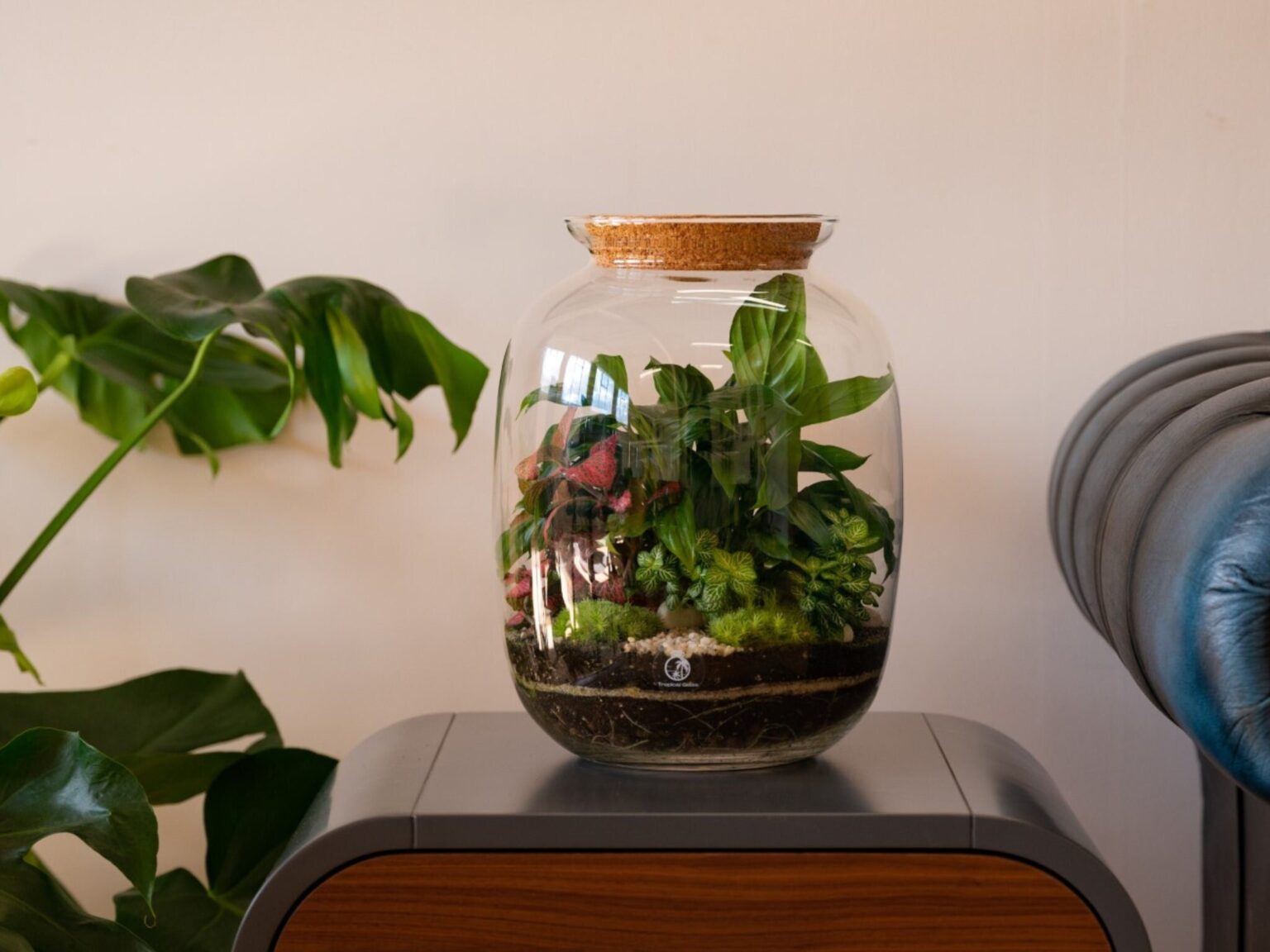 Terrarium Creations - Terrarium ideas, plant library, info and more.