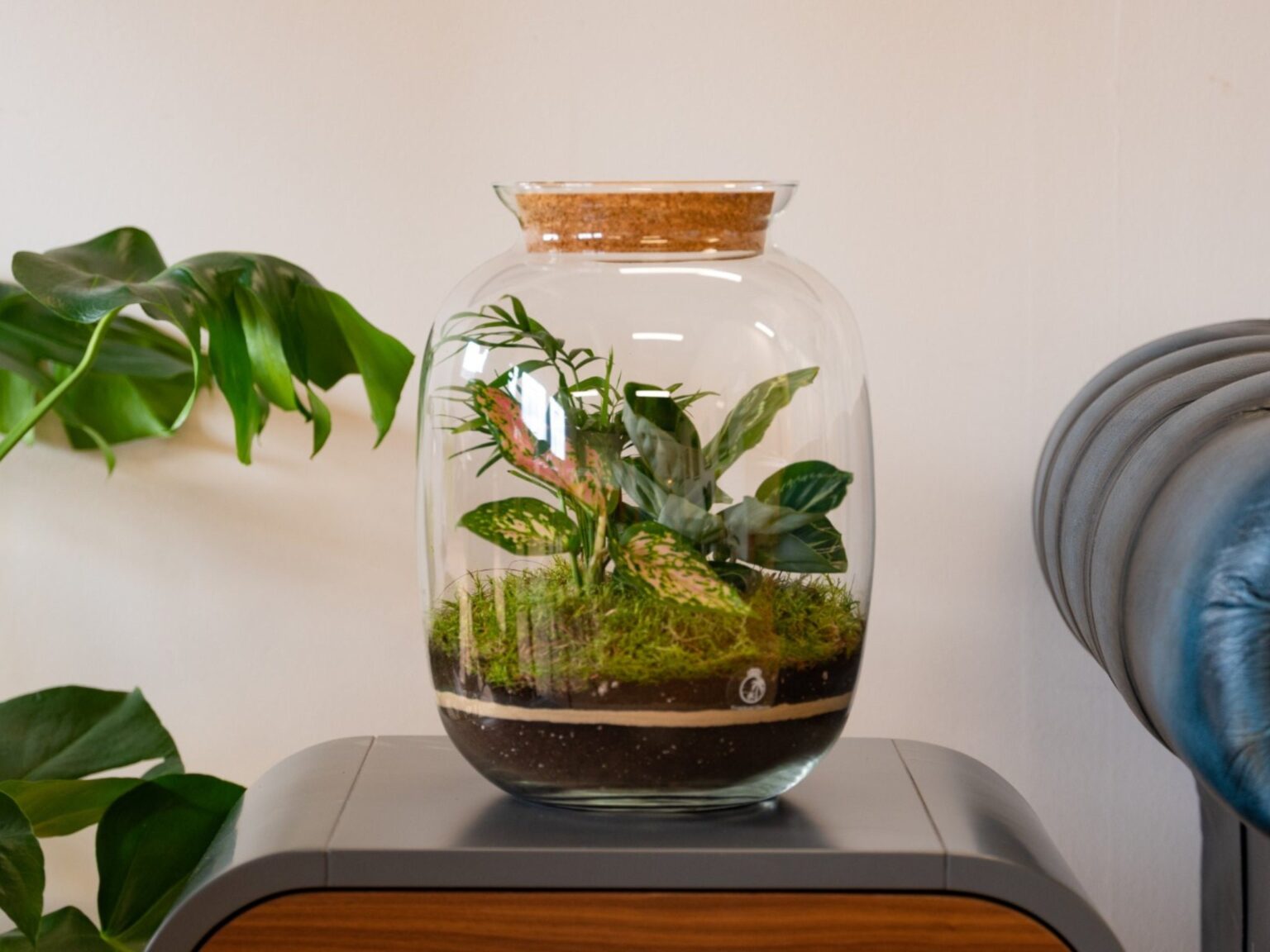 Terrarium Creations - Terrarium ideas, plant library, info and more.