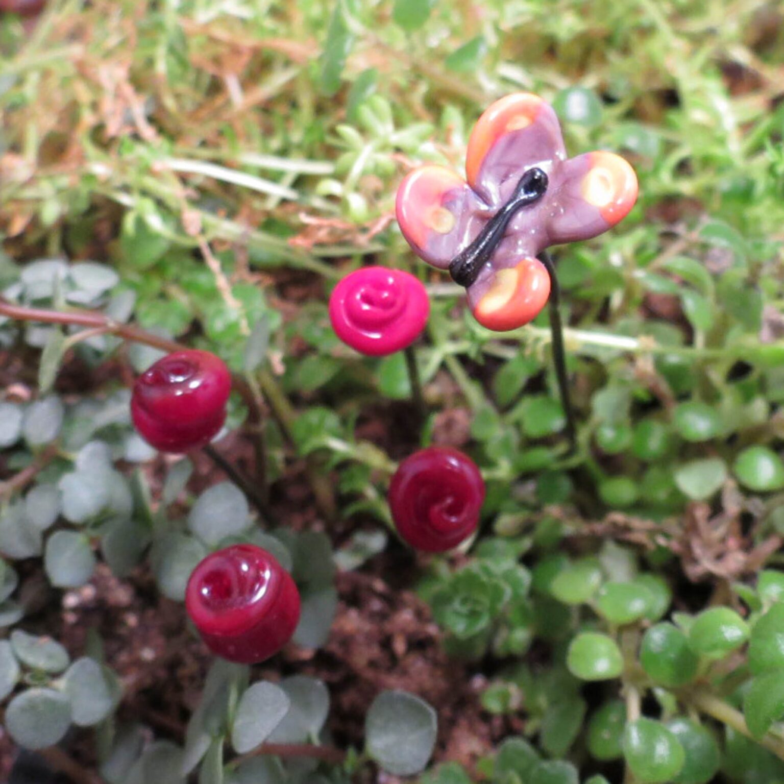 Terrarium Creations - Terrarium ideas, plant library, info and more.