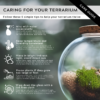 Terrarium Care: 5 Simple Steps to Caring for Your Terrarium - Terrarium ...